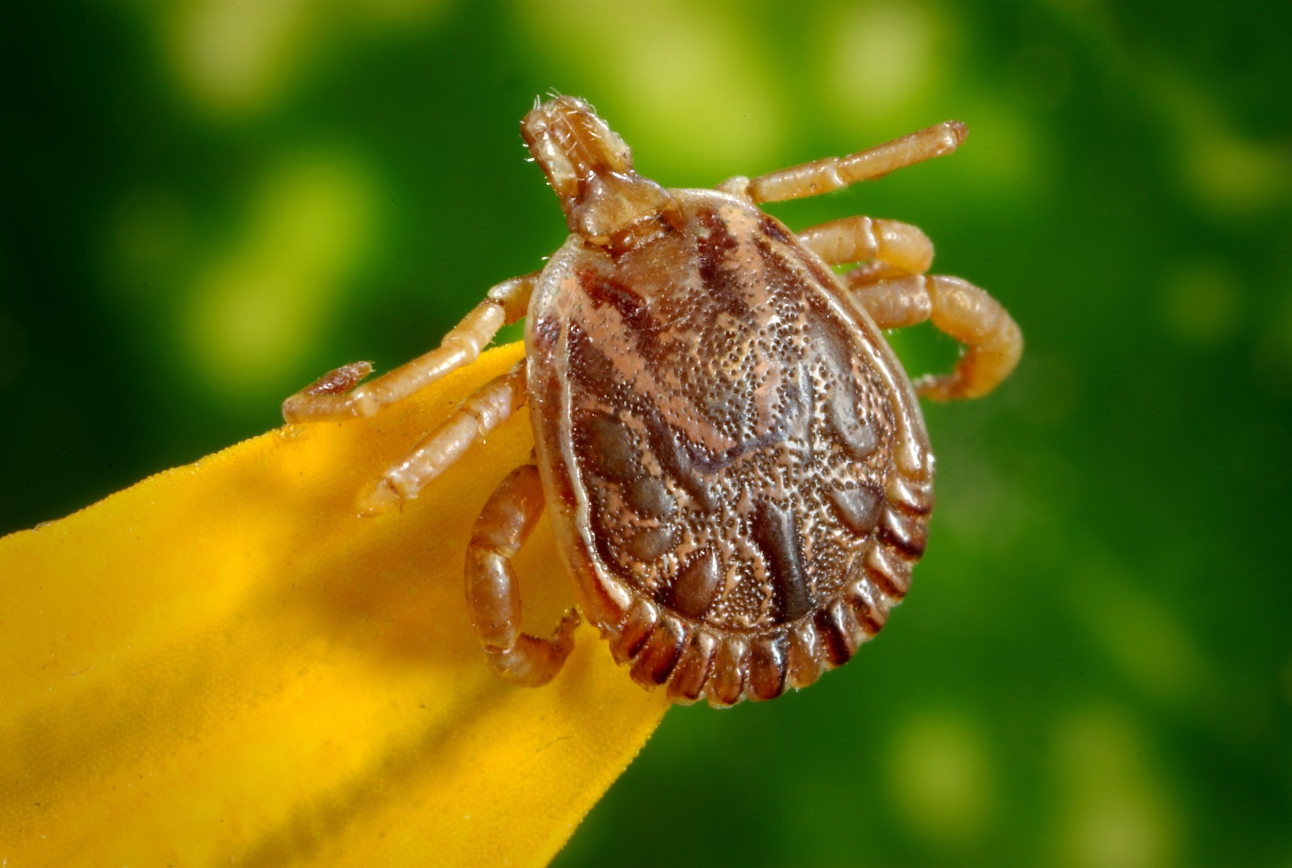 AskHQ: How can I protect against ticks? – HQ Magazine