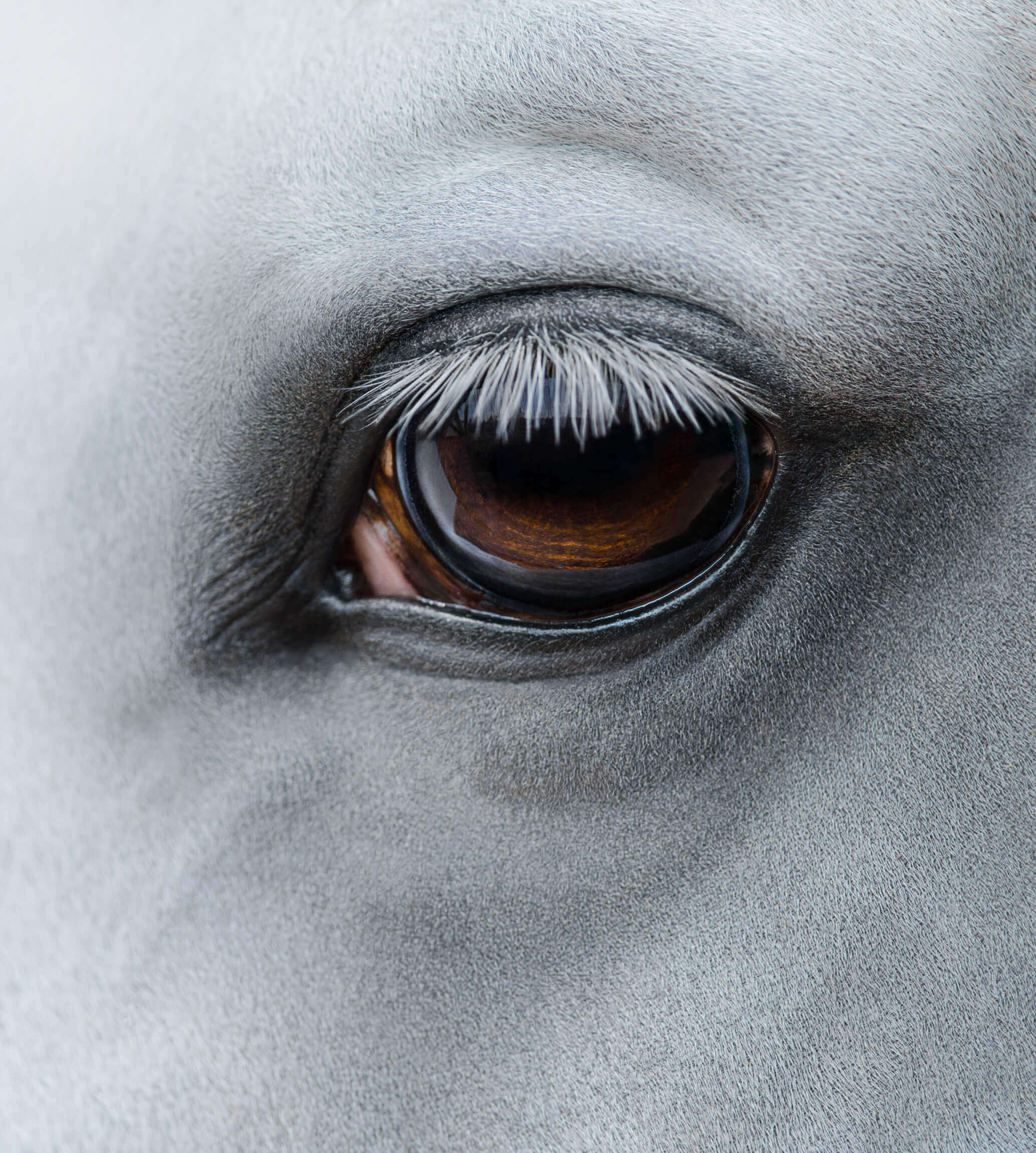 Anatomy 101: The equine eye – from the outside in – HQ Magazine