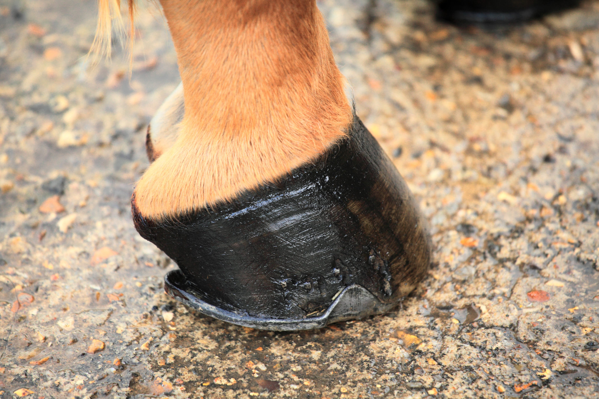 AskHQ: What is a ‘bullnosed’ hoof? – HQ Magazine