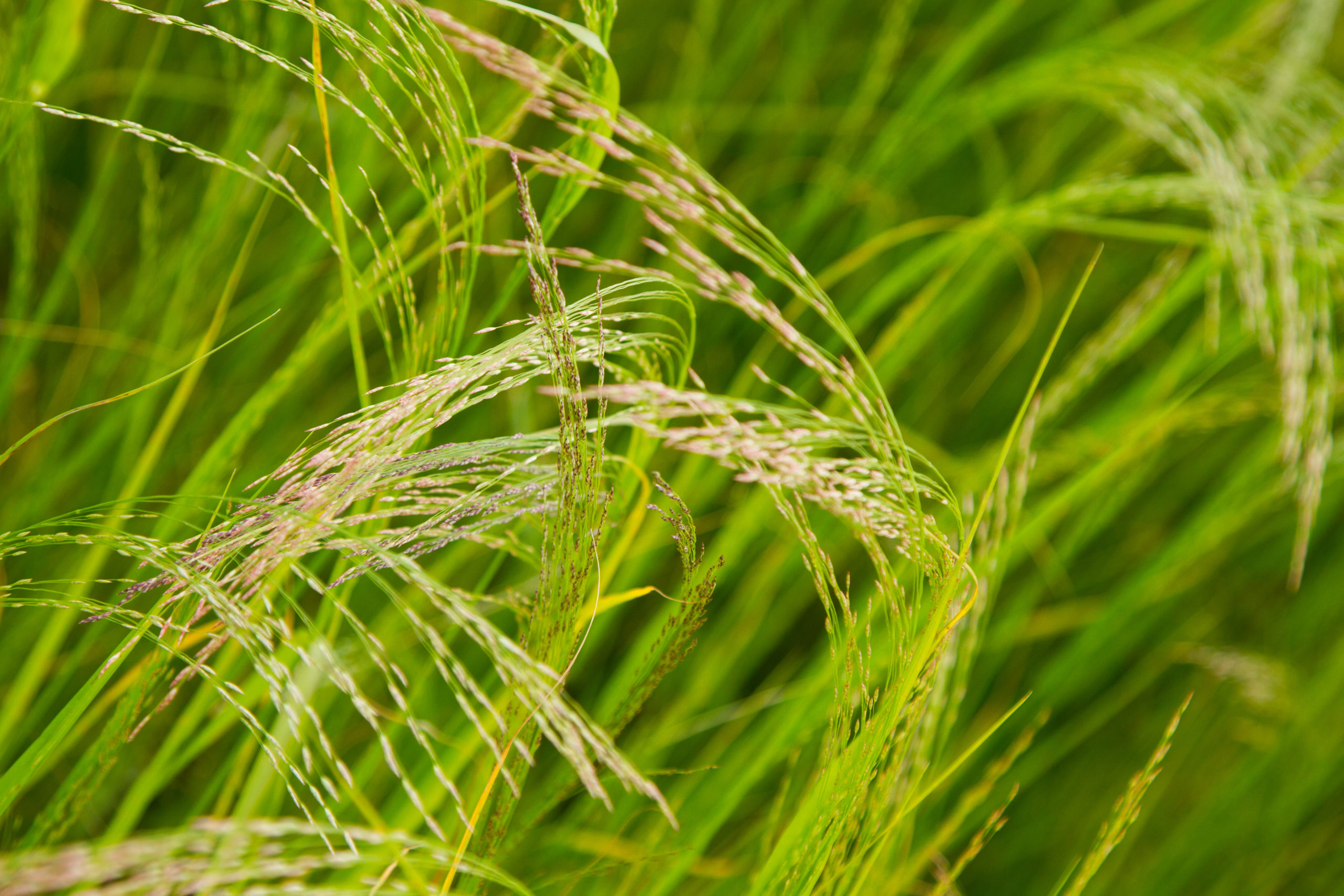 Forage | HQ Magazine