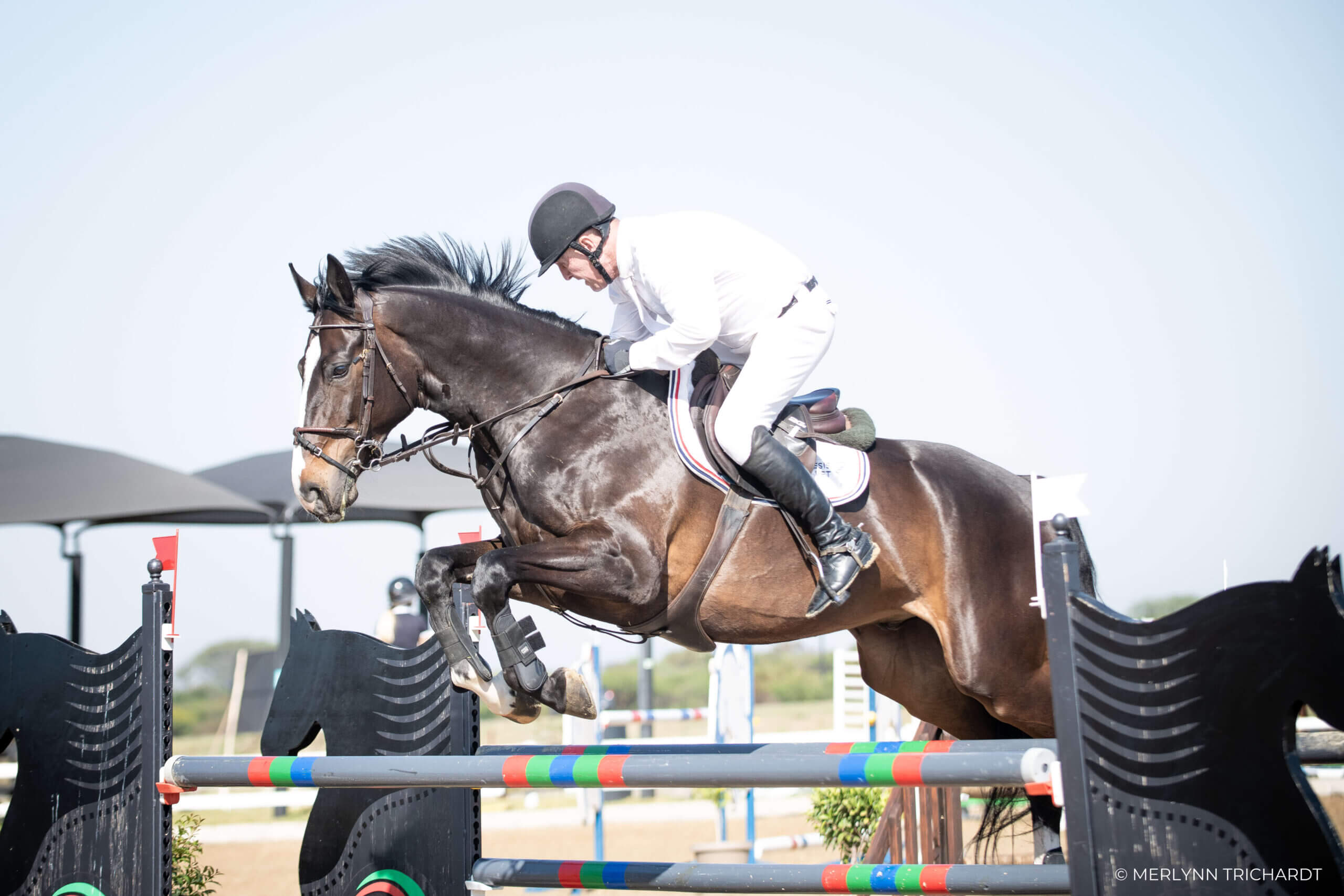 Ancaro Warmblood Stud welcomes Udokes – HQ Magazine