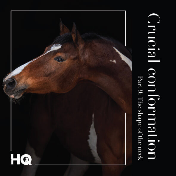 Crucial Conformation, Part 9 – The shape of the neck – HQ Magazine